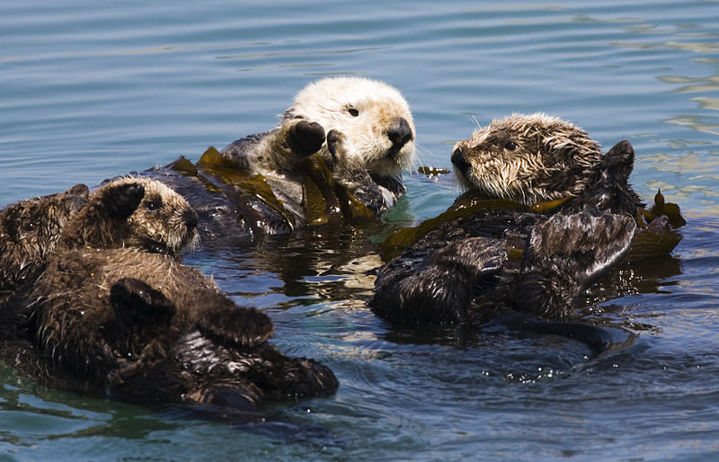 File:800px-Four sea otters Morro Bay CA 2007 Mike Michael L. Baird.JPG ...